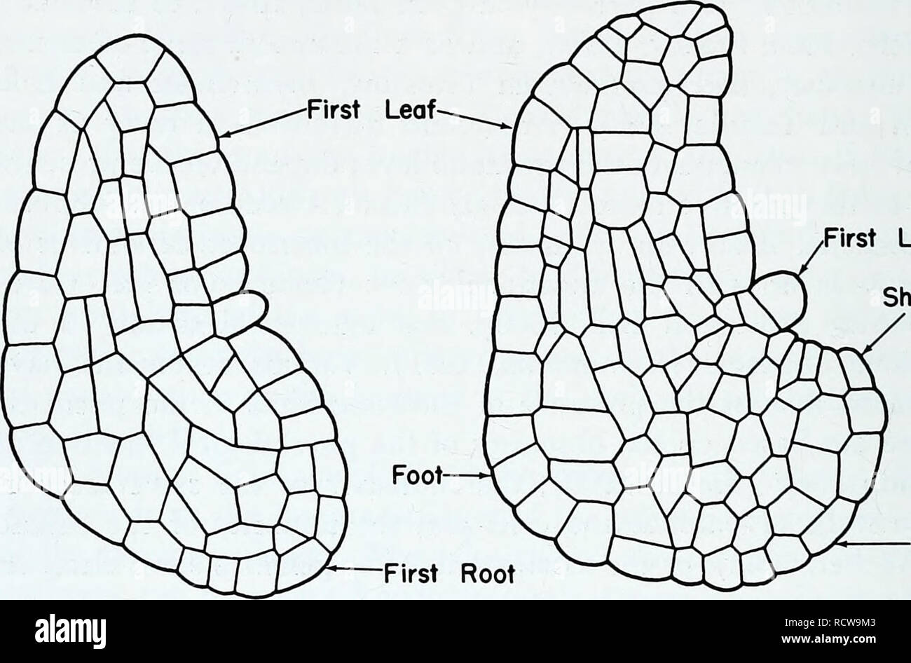 . The developmental anatomy of Isoetes. Isoetes; Botany. 16 THE ...
