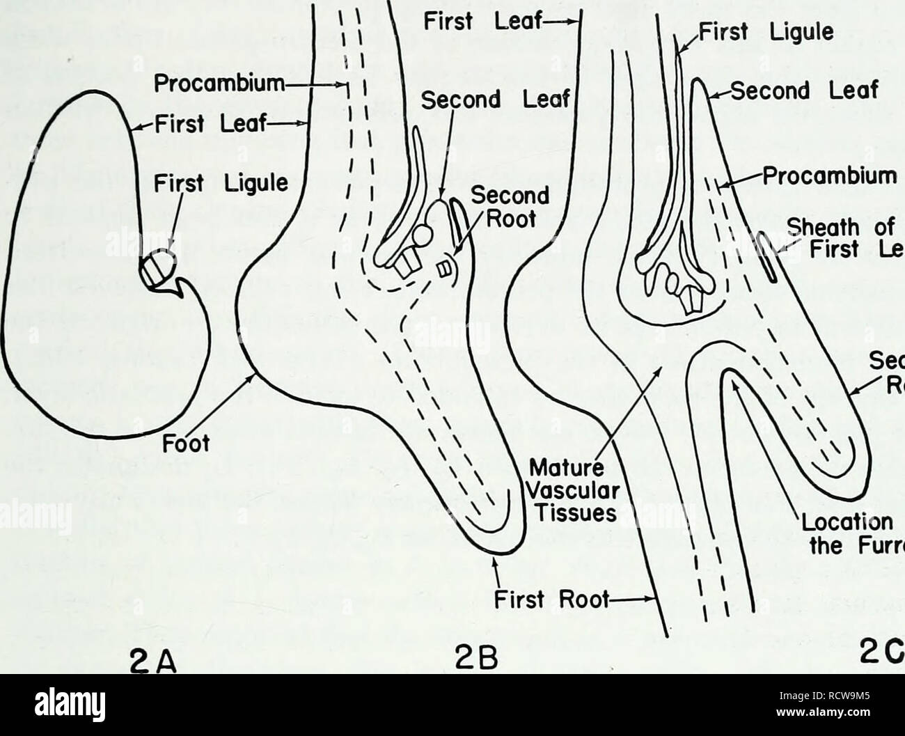 . The developmental anatomy of Isoetes. Isoetes; Botany. TERMINOLOGY ...