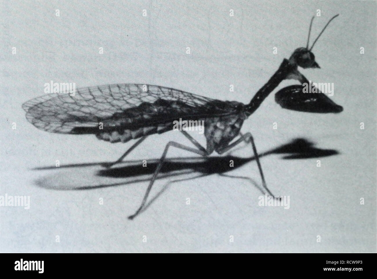 Mantispid High Resolution Stock Photography and Images - Alamy