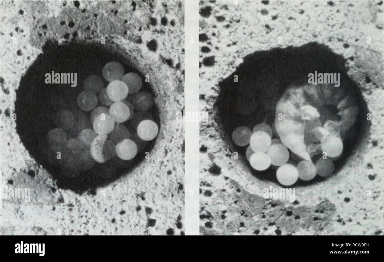 . The developmental ecology of Mantispa uhleri Banks (Neuroptera ...