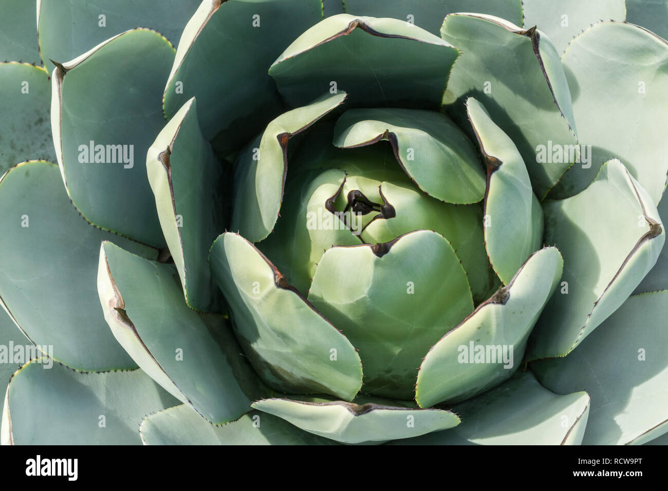 Aerial view of agave plant, California Stock Photo - Alamy