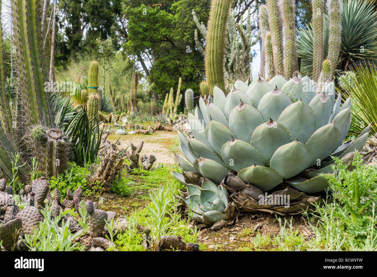 Agave plant in cactus garden, California Stock Photo - Alamy