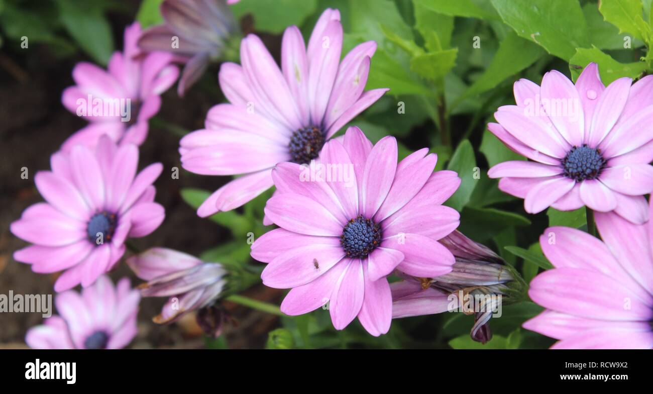 Purple wildflowers hi-res stock photography and images - Alamy