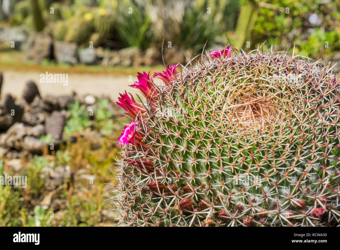 Cactus purple flower blossom hi-res stock photography and images - Alamy