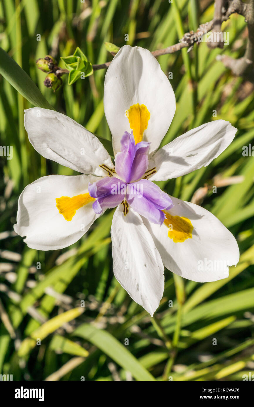 African white iris hi-res stock photography and images - Alamy