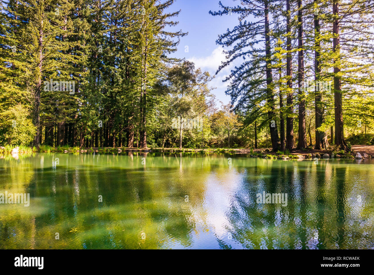 Redwood trees reflected in a calm pond, San Francisco bay area ...