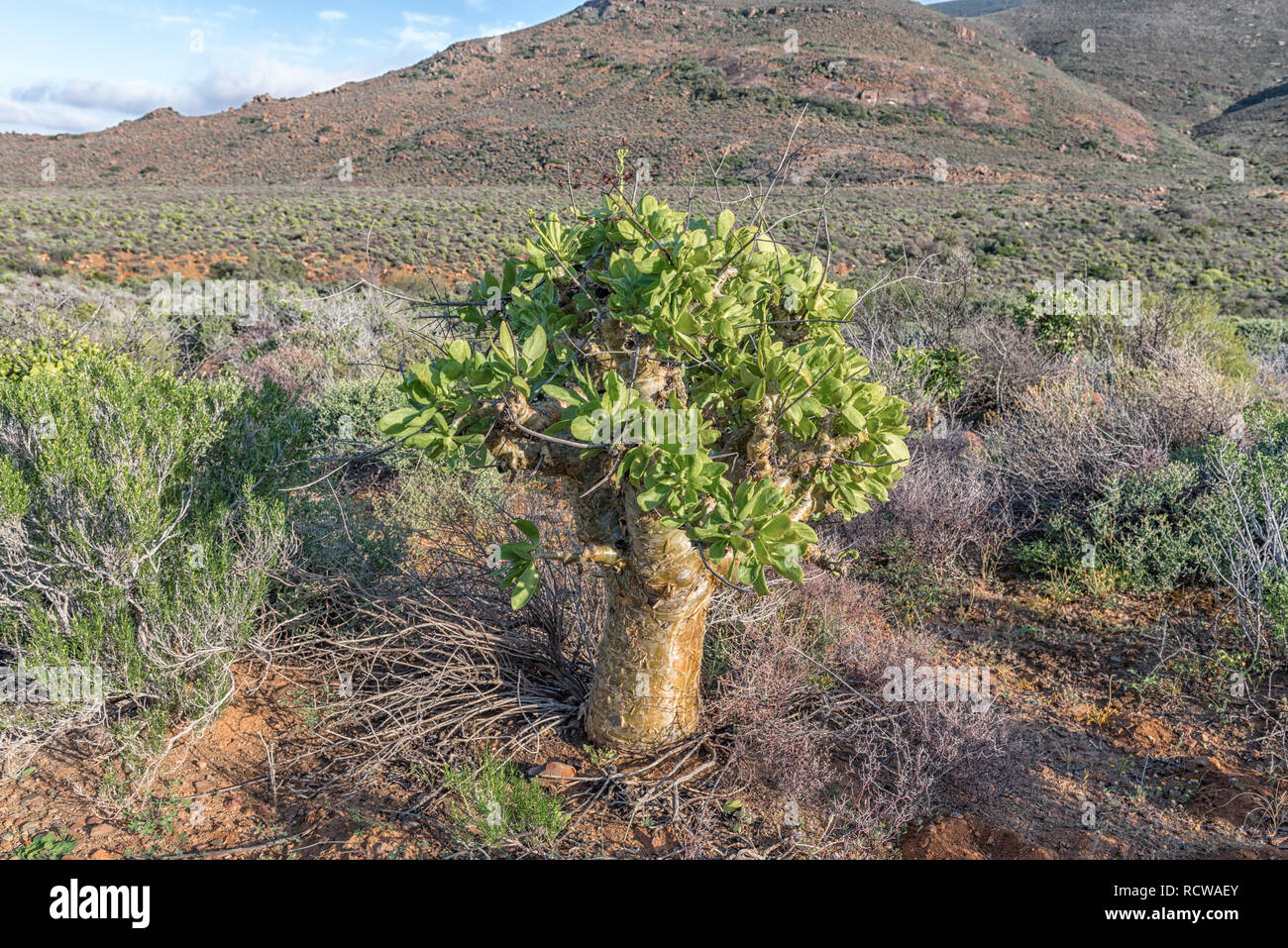 Botterboom tree tylecodon paniculatus in hi-res stock photography and ...