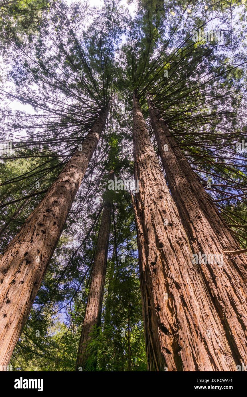 Tall Redwood trees (Sequoia sempervirens), California Stock Photo - Alamy