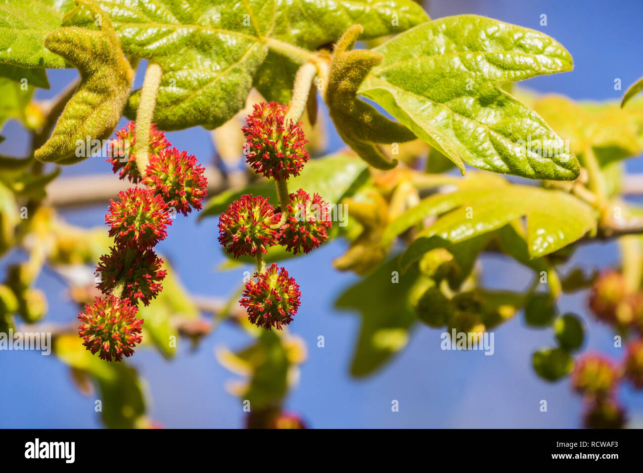 Sycamore tree leaves and flowers hi-res stock photography and images ...