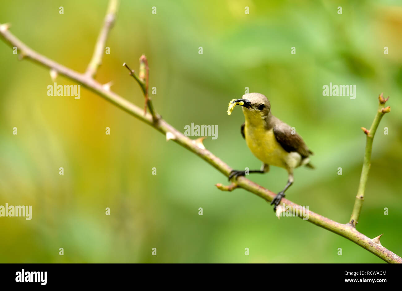 Cute little spiderhunter bird eating a caterpillar, resting, singing ...