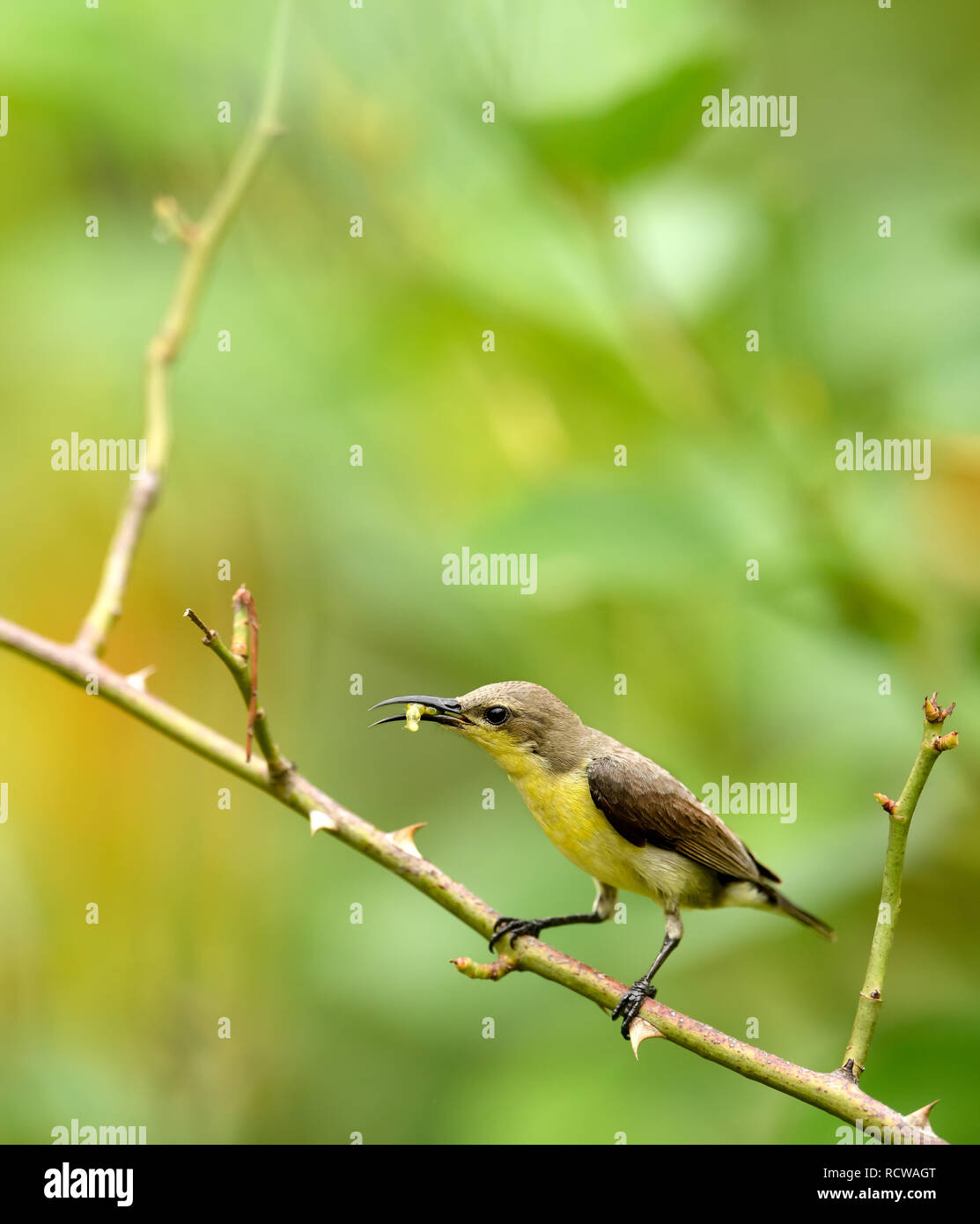 Cute little spiderhunter bird eating a caterpillar, resting, singing ...