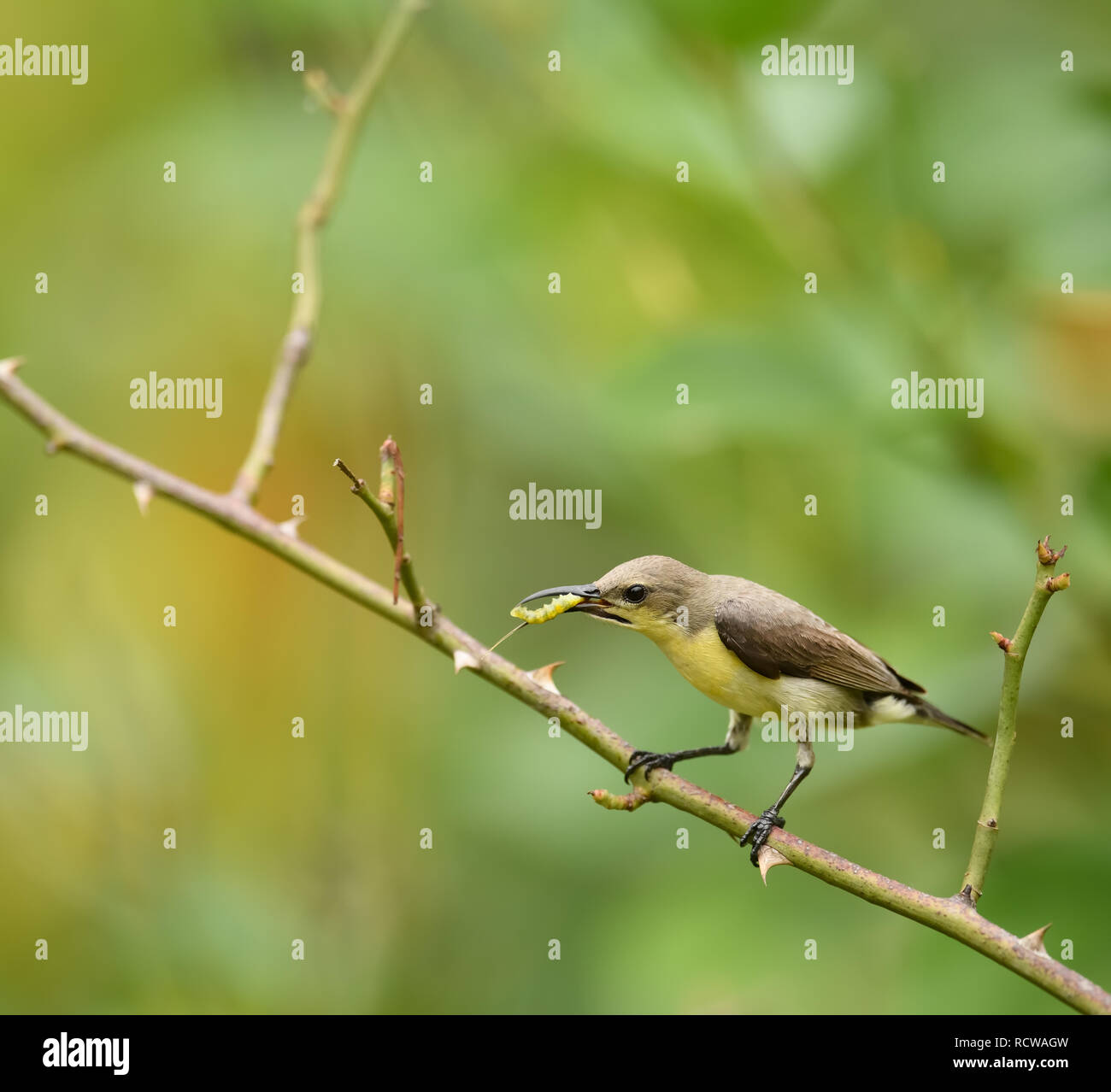 Cute little spiderhunter bird eating a caterpillar, resting, singing ...