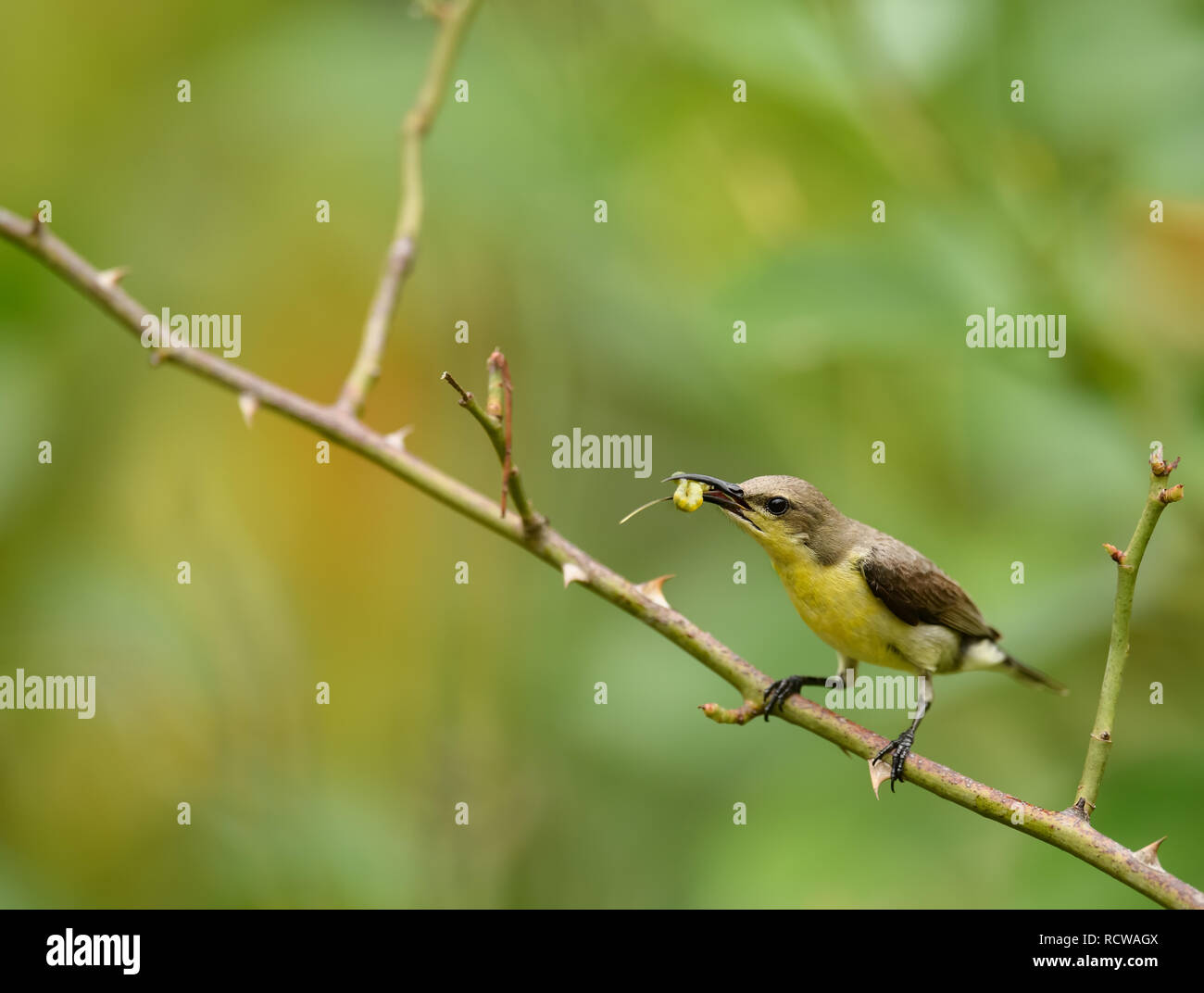 Cute little spiderhunter bird eating a caterpillar, resting, singing ...