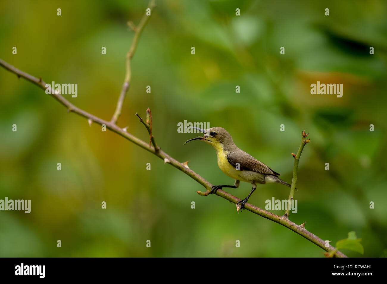 Cute little spiderhunter bird eating a caterpillar, resting, singing ...