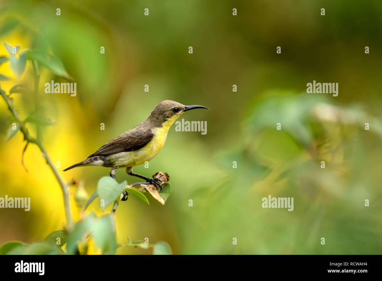 Cute little spiderhunter bird eating a caterpillar, resting, singing ...
