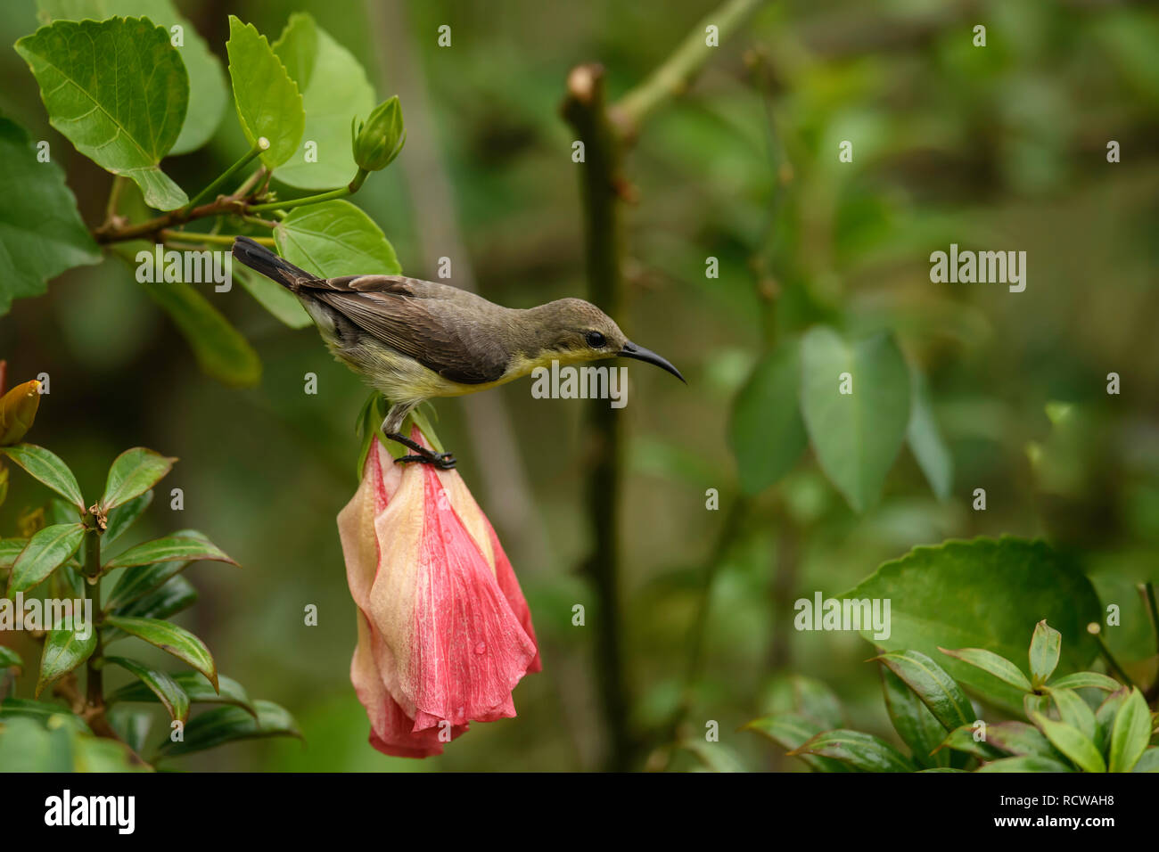 Cute little spiderhunter bird eating a caterpillar, resting, singing ...
