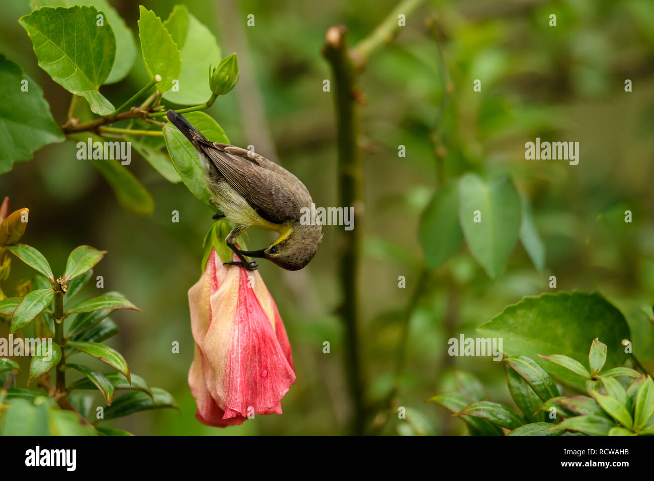 Cute little spiderhunter bird eating a caterpillar, resting, singing ...