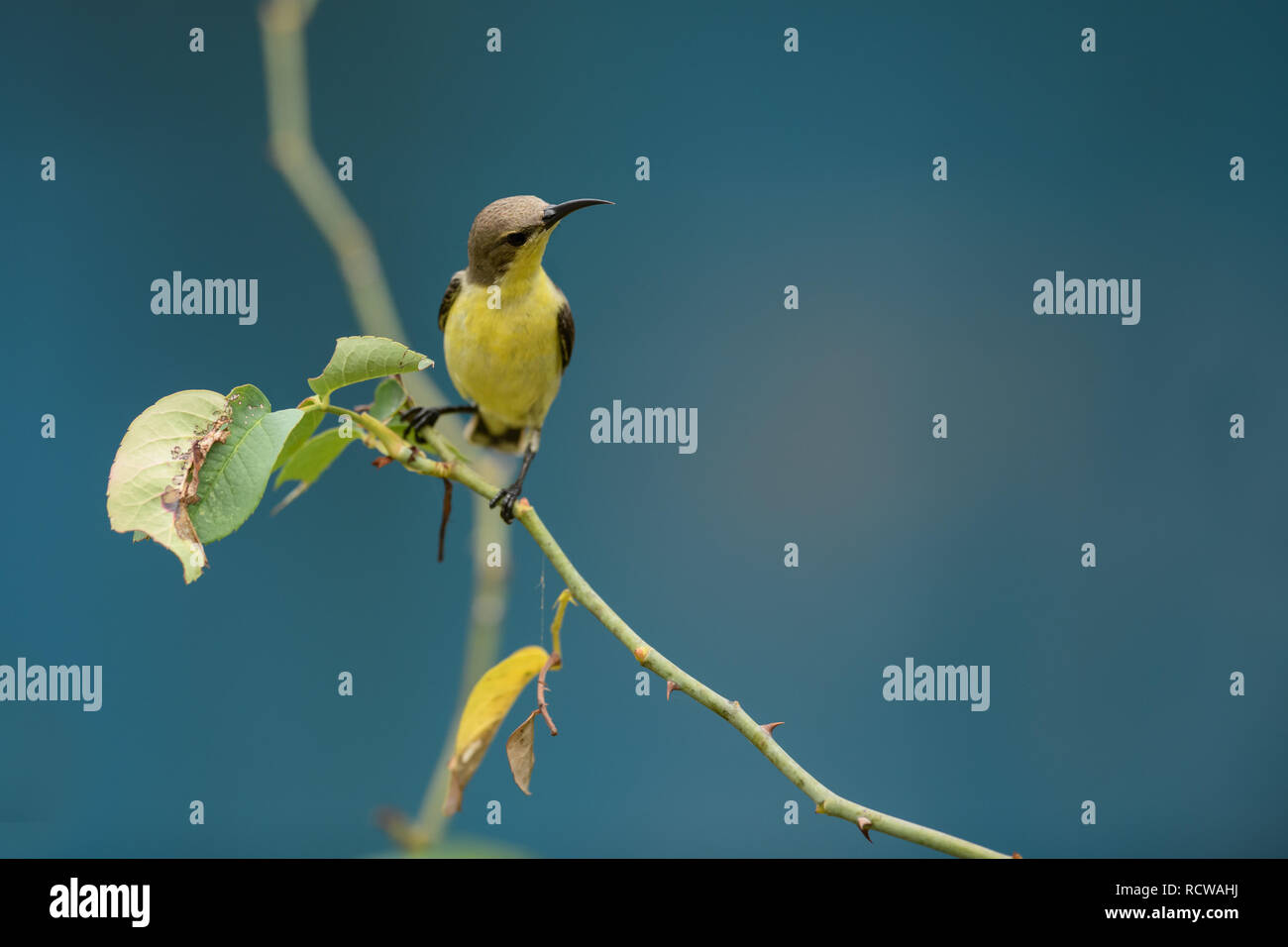 Cute little spiderhunter bird eating a caterpillar, resting, singing ...