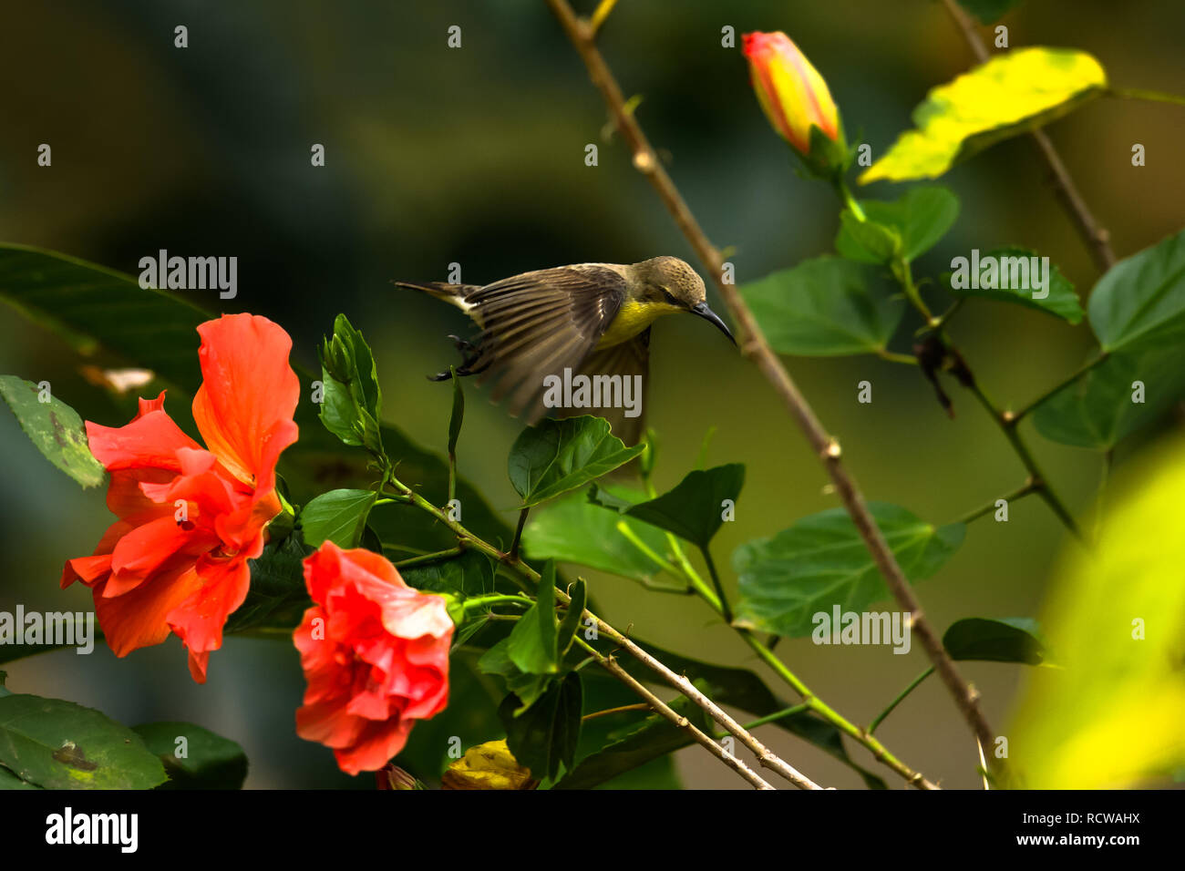 Cute little spiderhunter bird eating a caterpillar, resting, singing ...