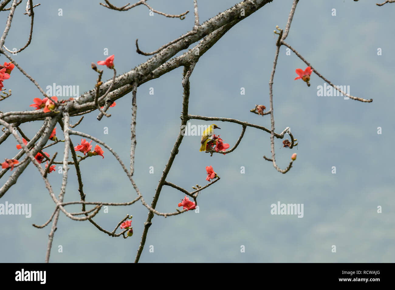 Morning landscape in Gavi ecotourism forest with wide variety of birds ...