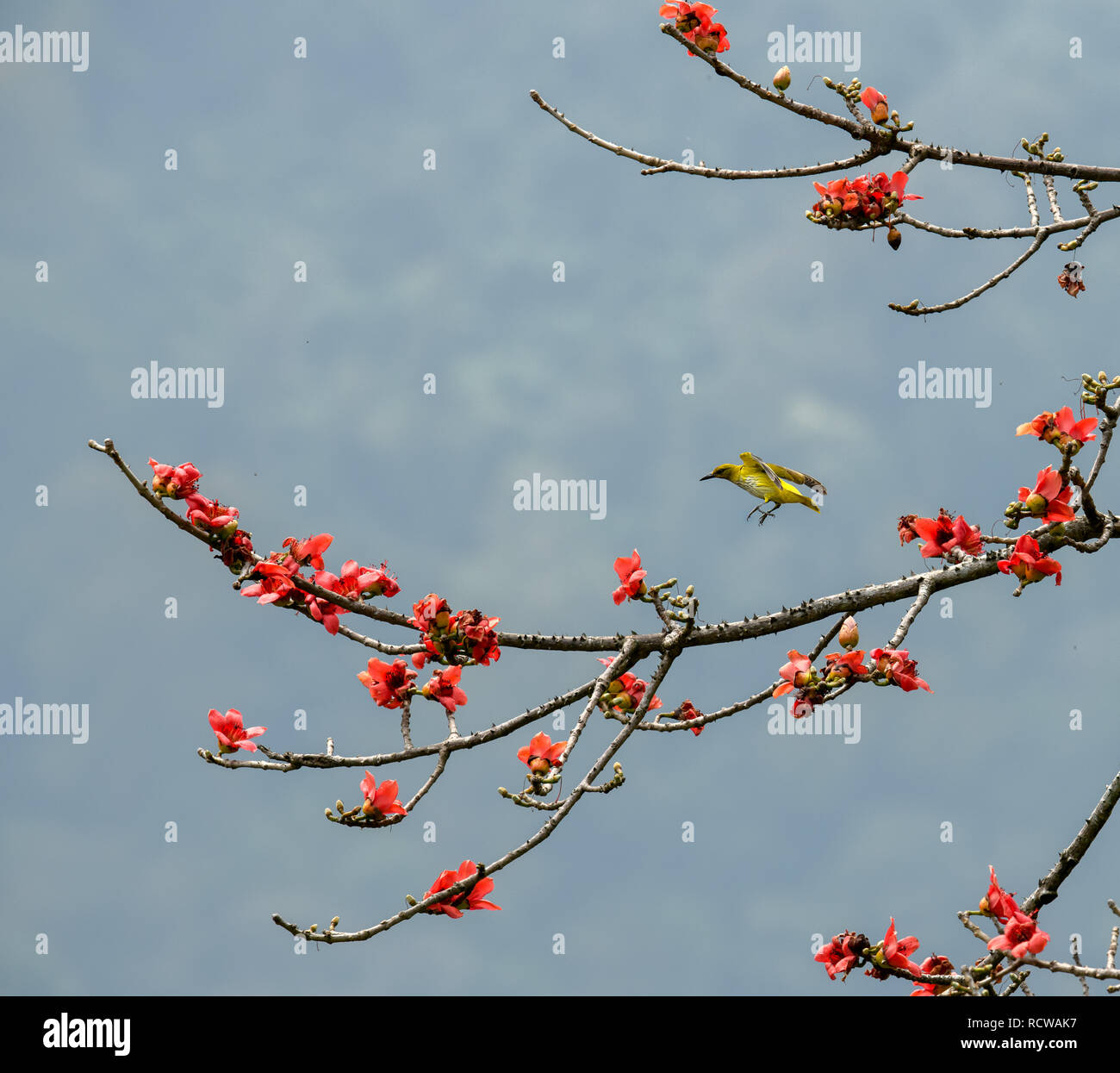 Gavi kerala hi-res stock photography and images - Alamy