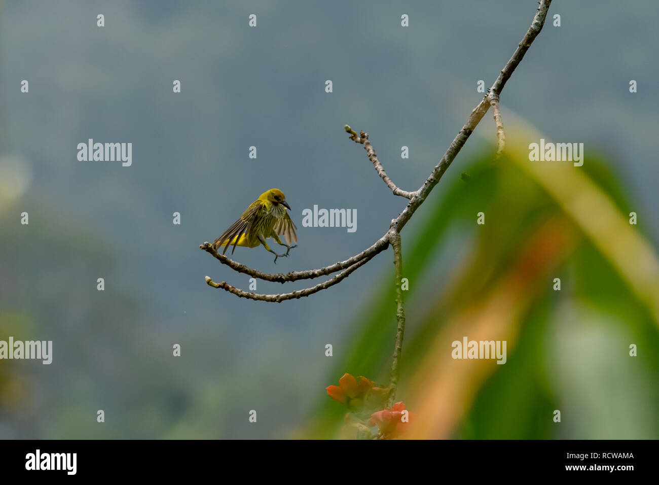 Gavi kerala hi-res stock photography and images - Alamy