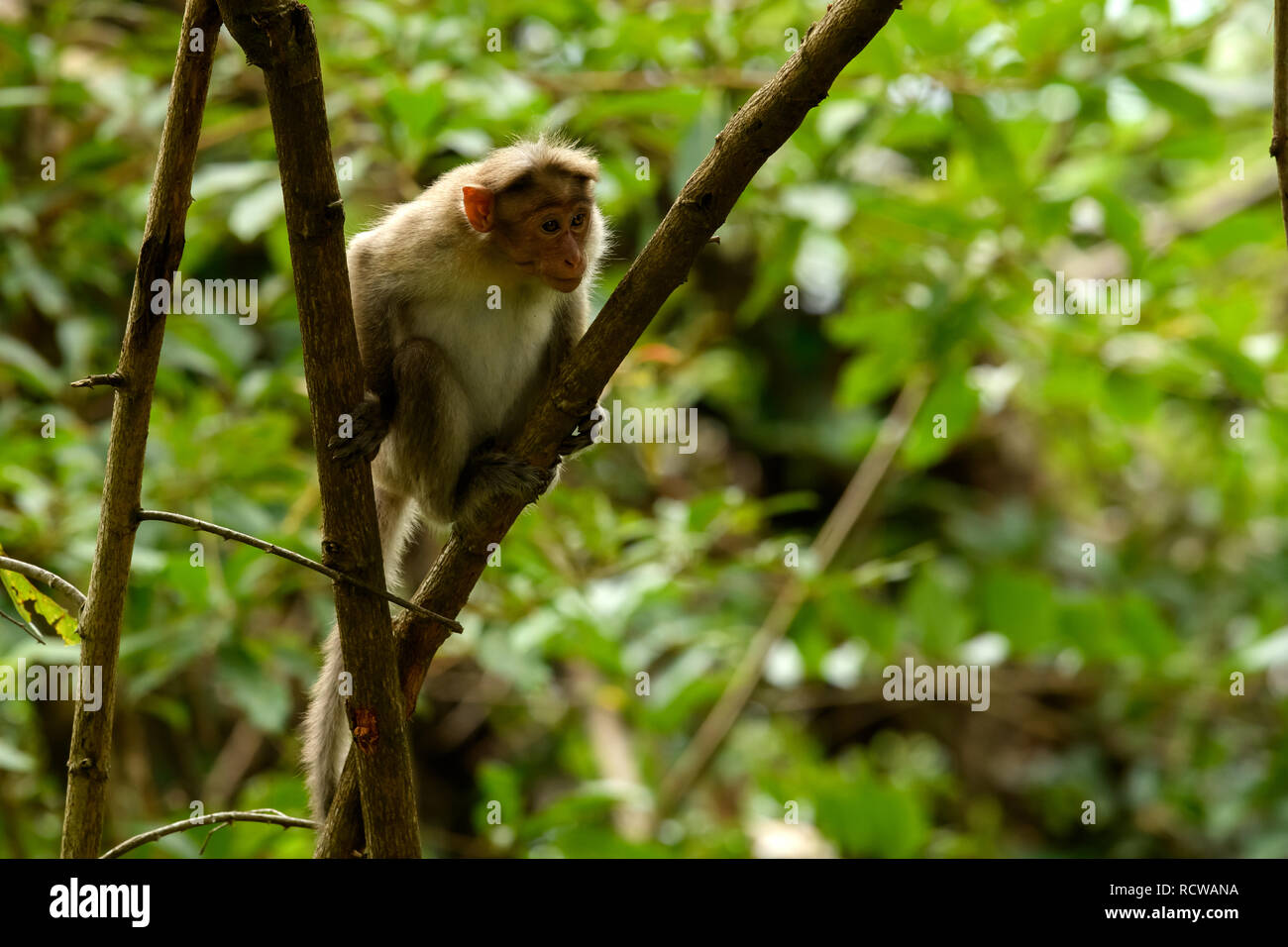 Gavi kerala hi-res stock photography and images - Alamy