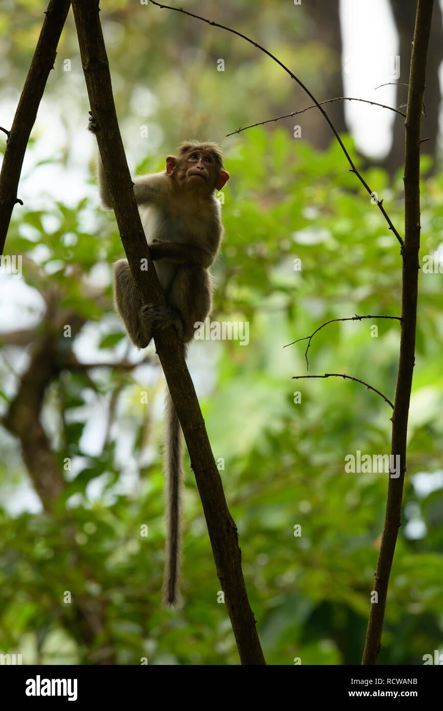 Gavi periyar hi-res stock photography and images - Alamy