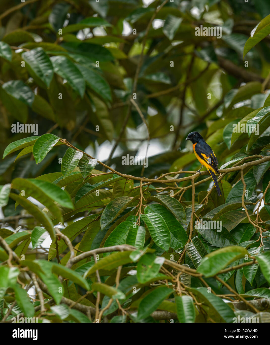 Gavi Periyar High Resolution Stock Photography and Images - Alamy