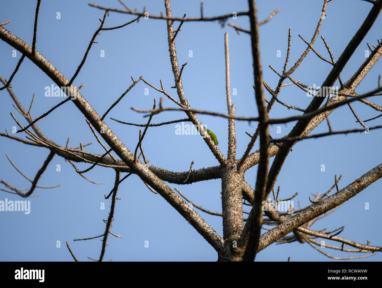 Morning landscape in Gavi ecotourism forest with wide variety of birds ...