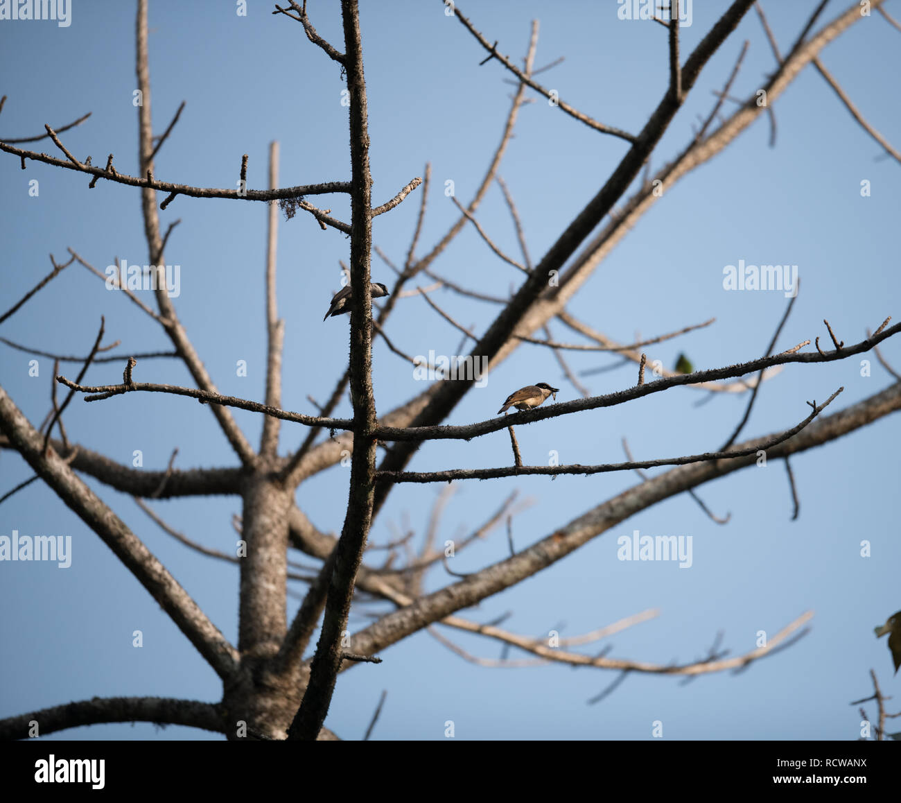Morning landscape in Gavi ecotourism forest with wide variety of birds ...
