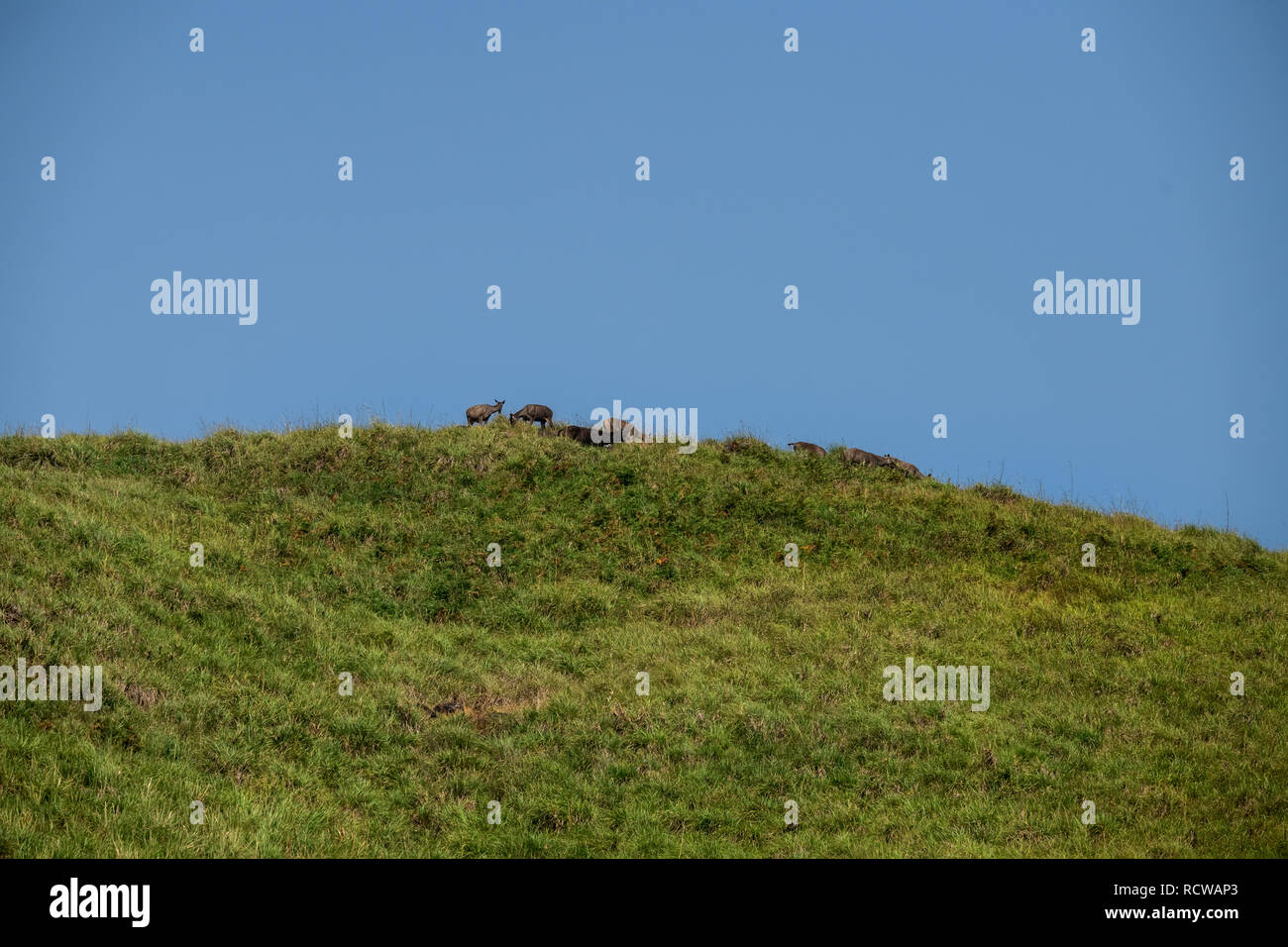 Morning landscape in Gavi ecotourism forest with wide variety of birds ...