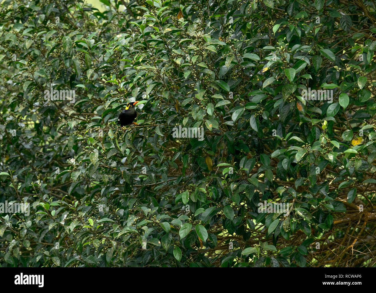 Morning landscape in Gavi ecotourism forest with wide variety of birds ...