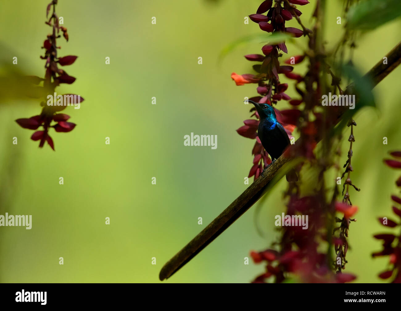 Purple sunbird / Scarlet-backed sunbird from Southeast Asian gardens ...