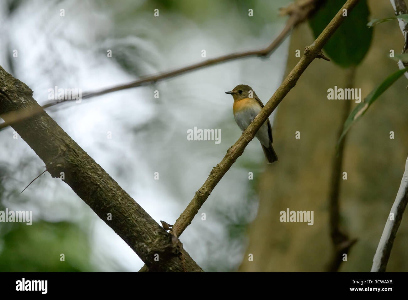 Gavi kerala hi-res stock photography and images - Alamy