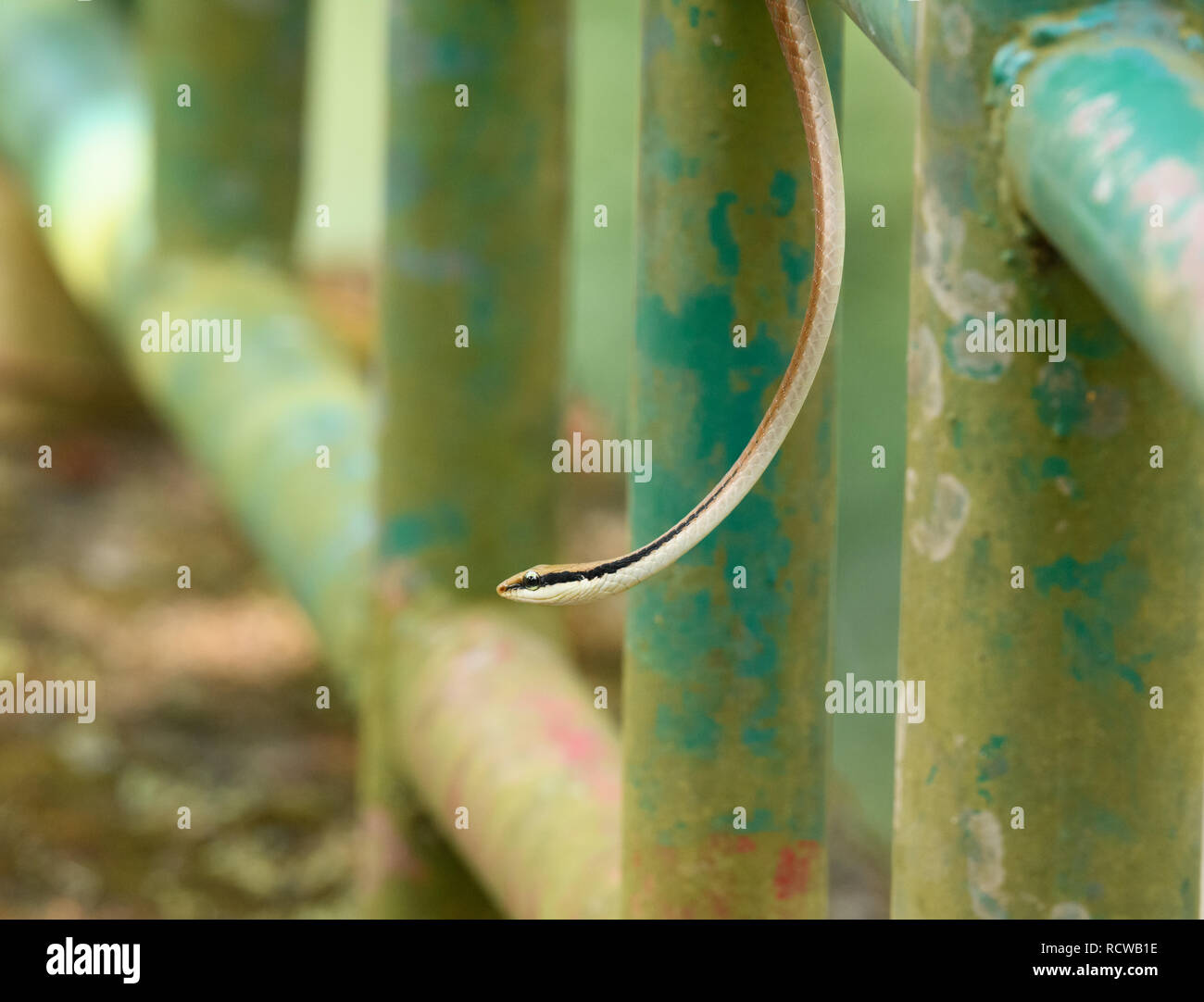 Common Bronzeback is the most widespread Dendrelaphis species of India ...
