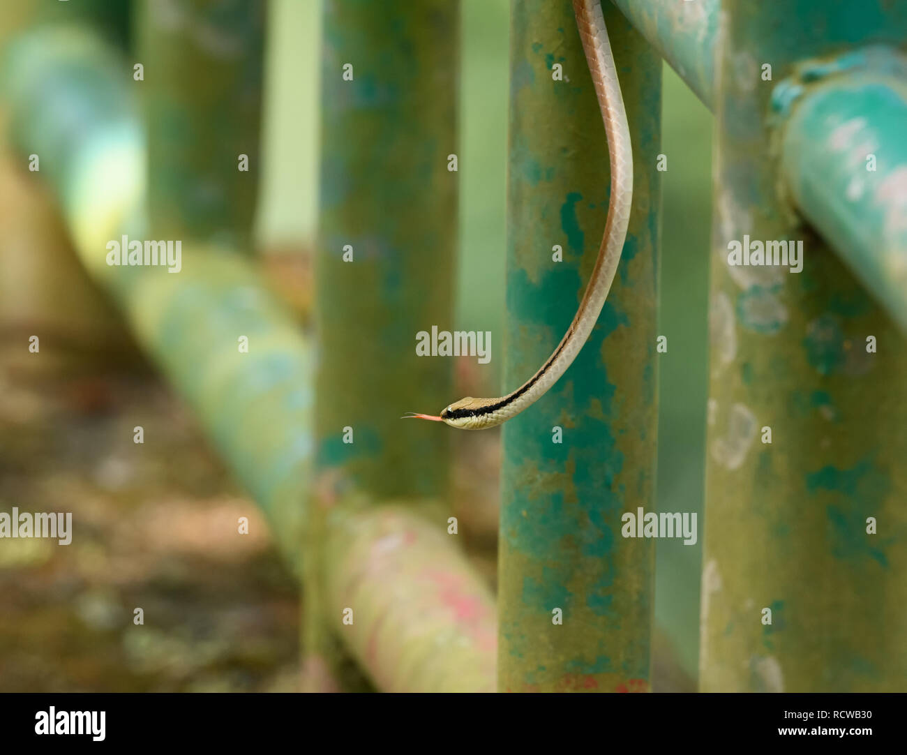 Common Bronzeback is the most widespread Dendrelaphis species of India ...