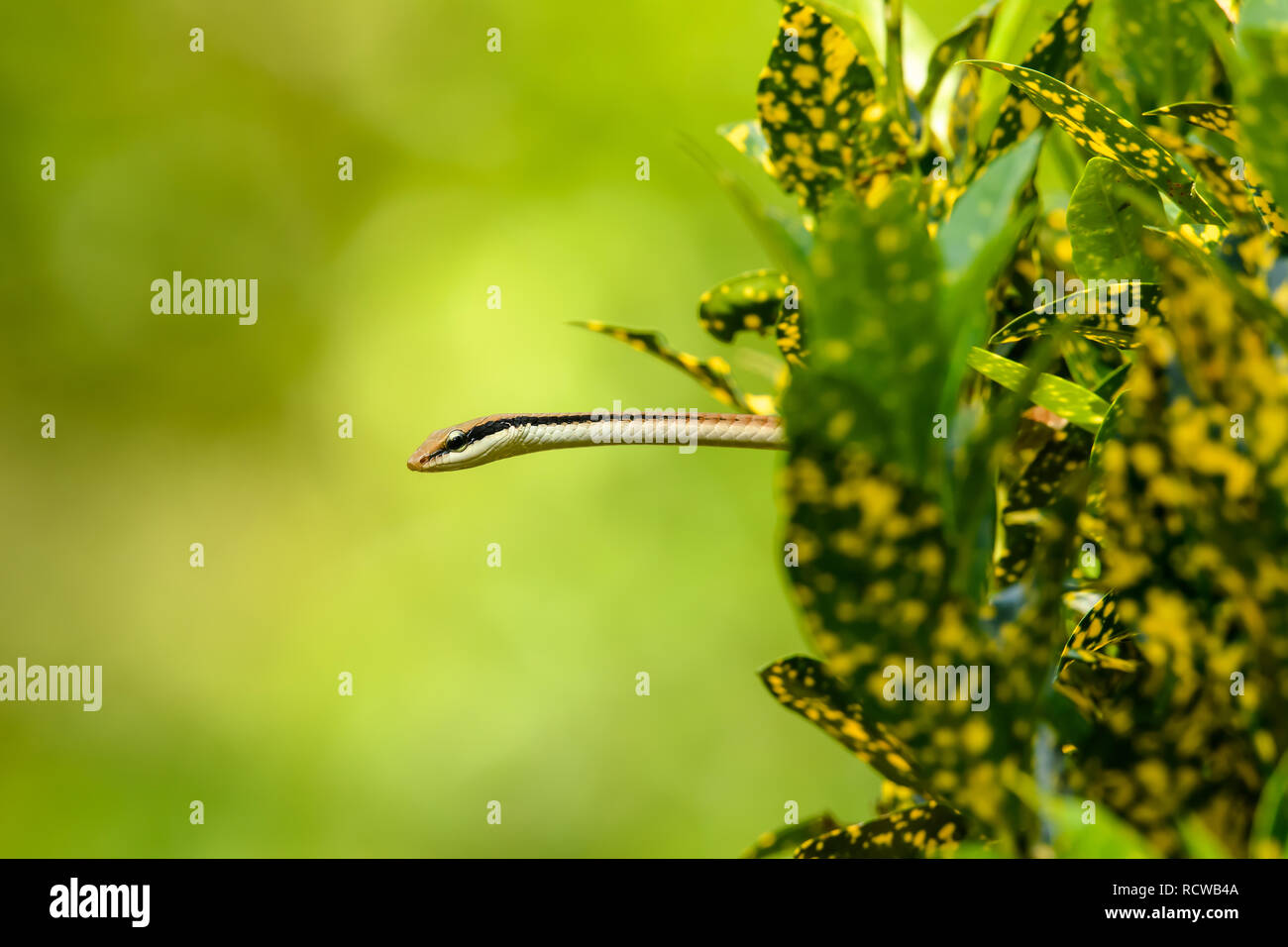 Common Bronzeback is the most widespread Dendrelaphis species of India ...