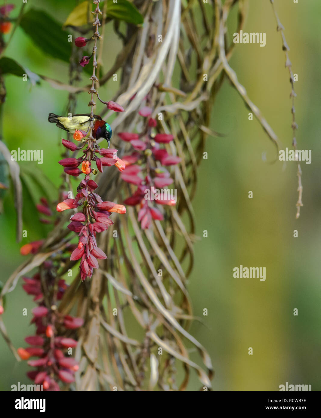 Purple sunbird / Scarlet-backed sunbird from Southeast Asian gardens ...