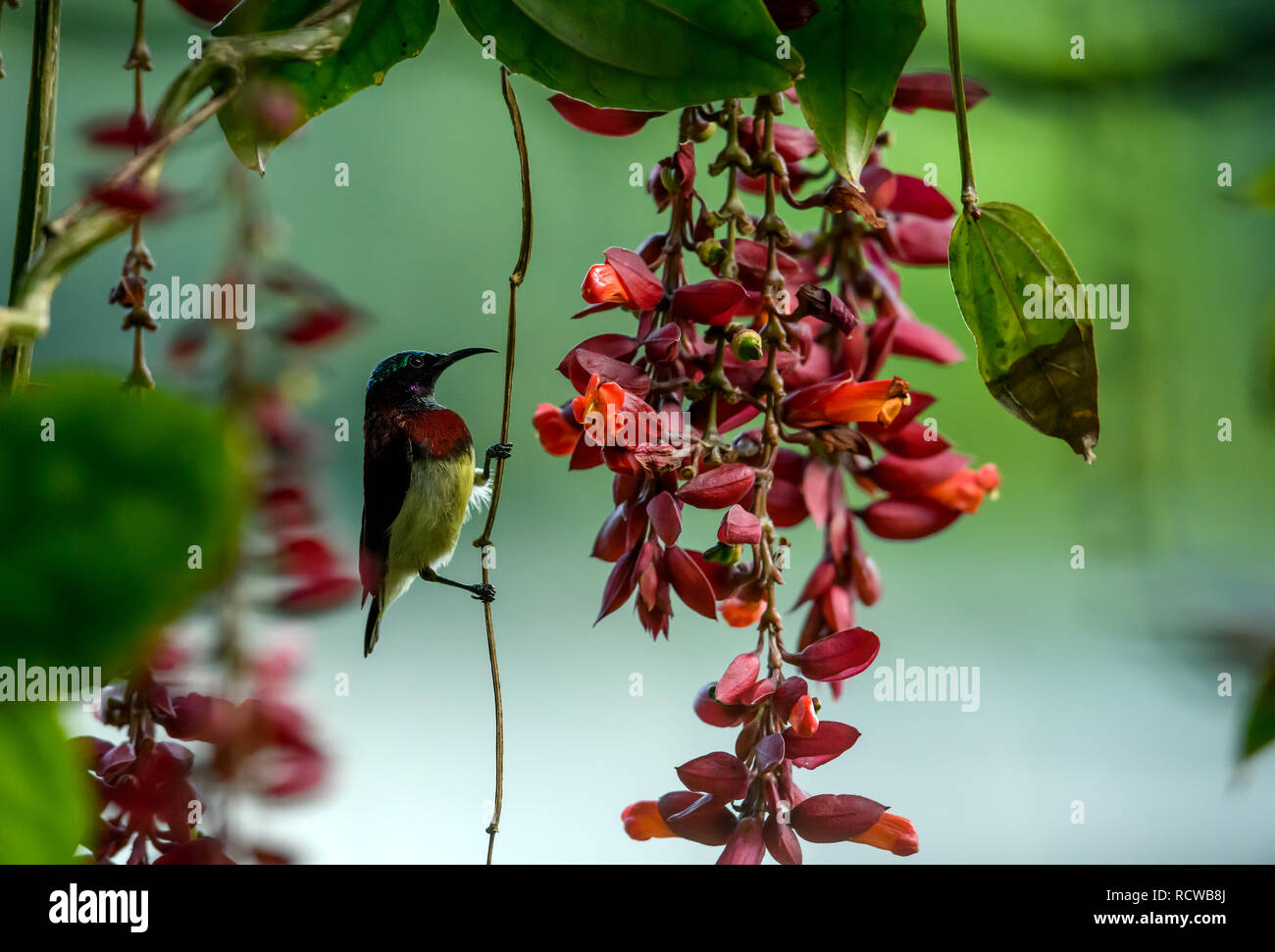 Purple sunbird / Scarlet-backed sunbird from Southeast Asian gardens ...
