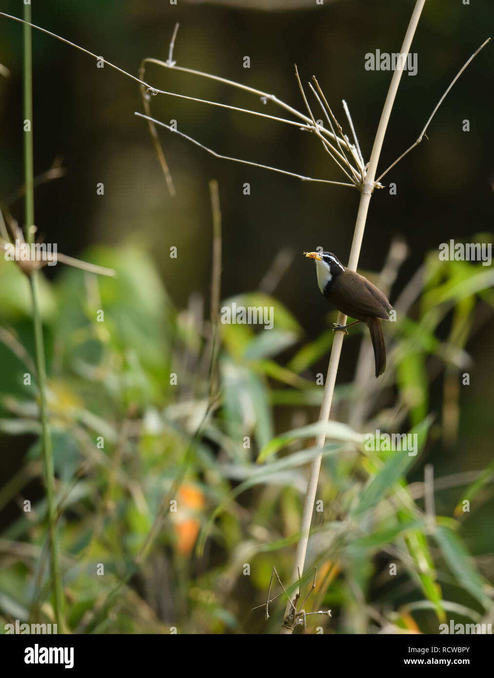 The Indian scimitar babbler is an Old World babbler. It is found in ...