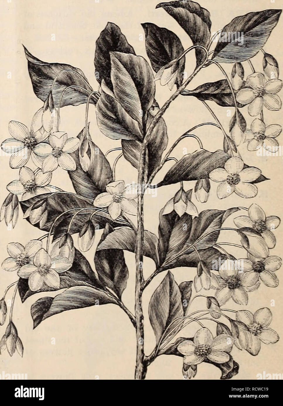 Fruits tamarisk tamarix gallica tamarix hi-res stock photography and ...