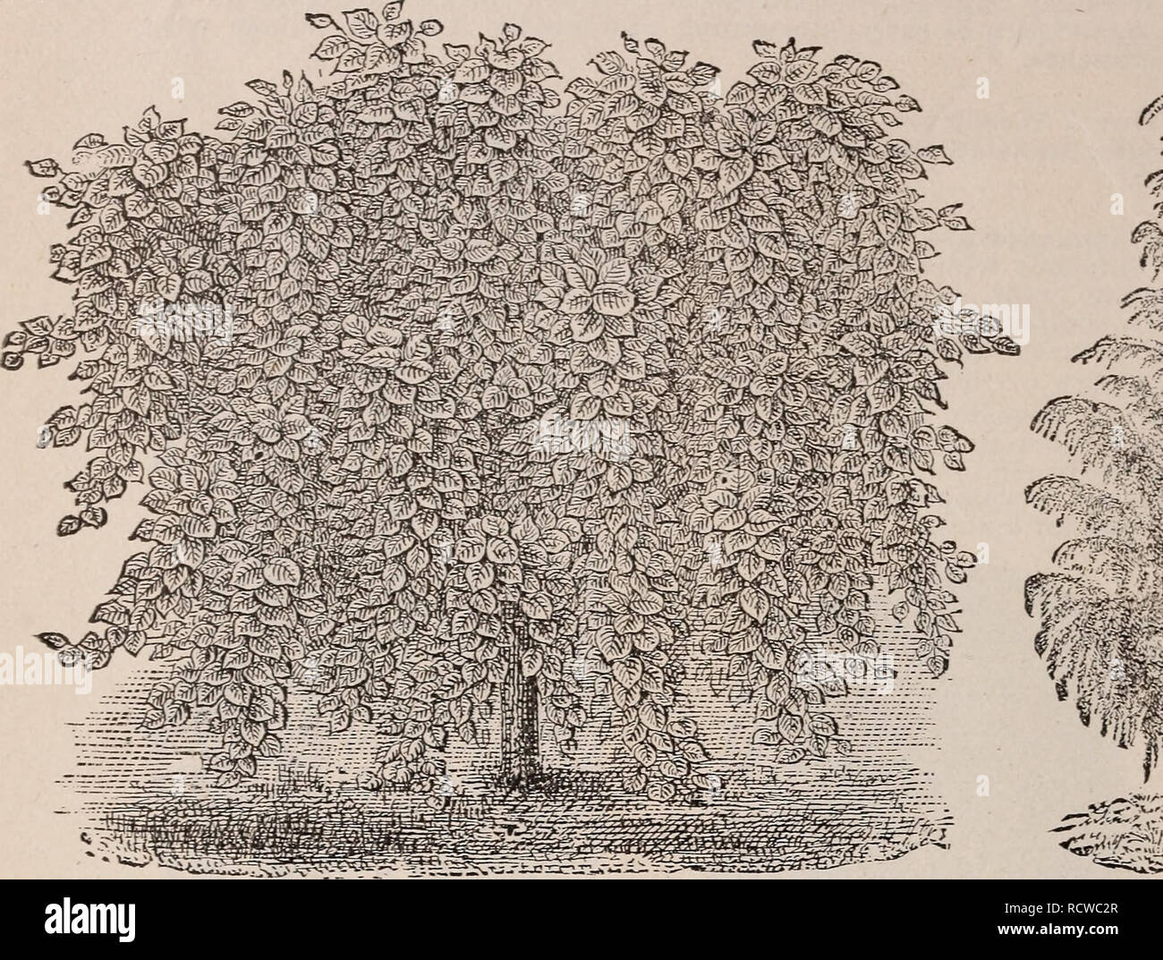 . Descriptive catalogue of fruit and ornamental trees, evergreens ...