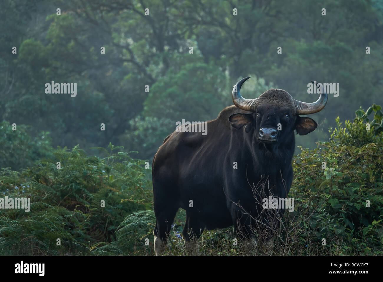 Male gaur hi-res stock photography and images - Alamy