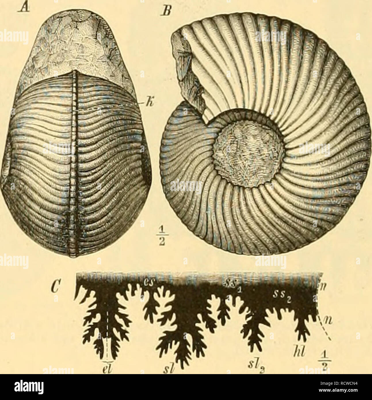 Mollusca ammonoidea hi-res stock photography and images - Alamy
