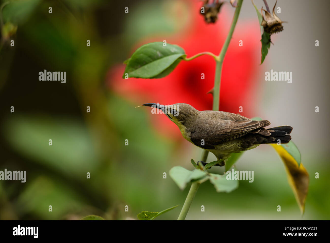 Cute little spiderhunter bird eating a caterpillar, resting, singing ...