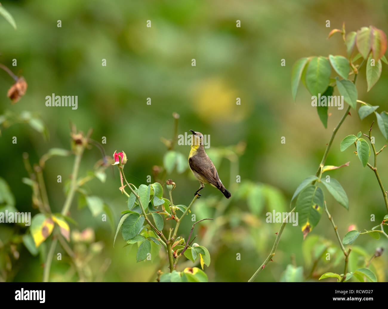 Cute little spiderhunter bird eating a caterpillar, resting, singing ...