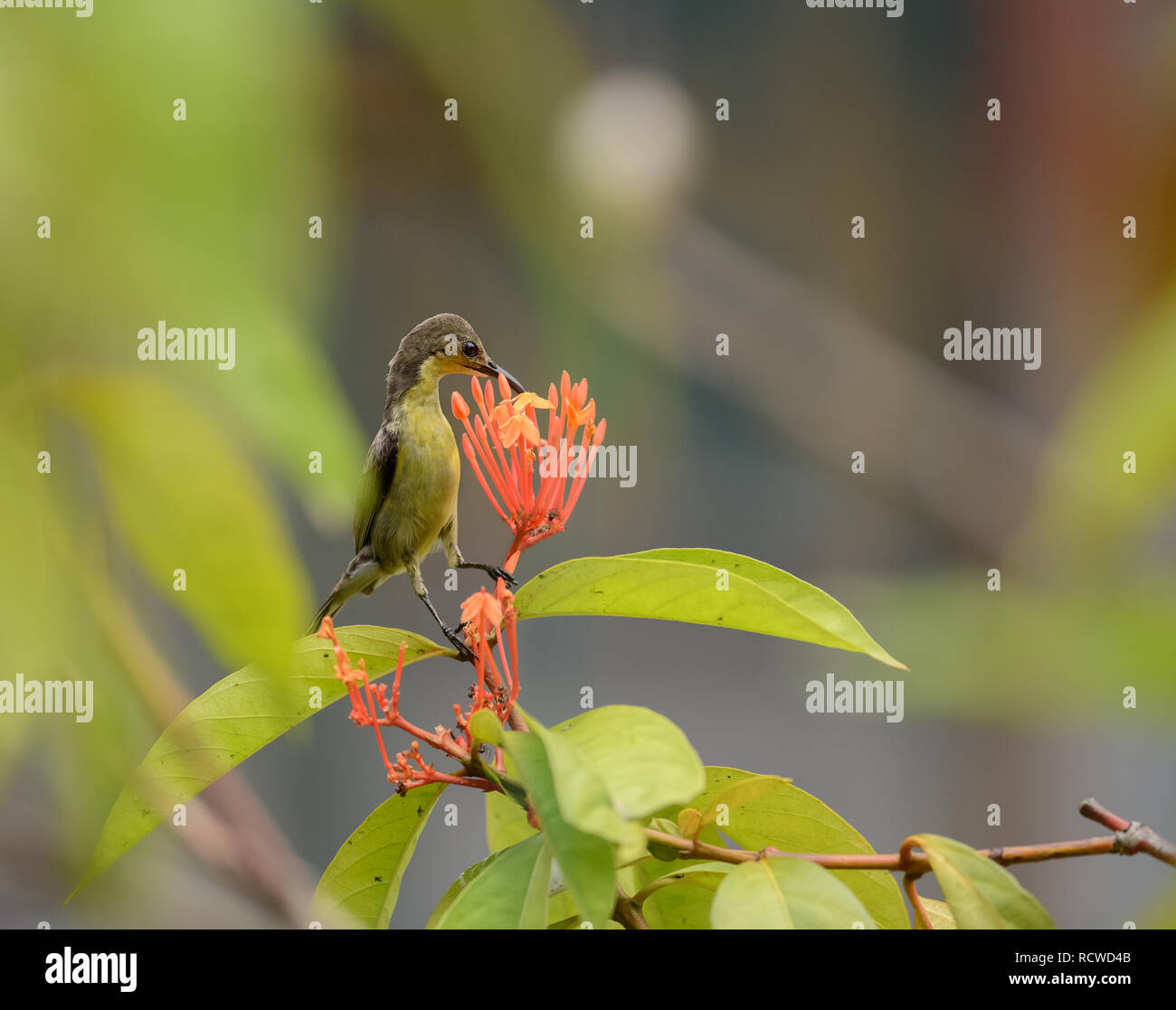 Cute little spiderhunter bird eating a caterpillar, resting, singing ...