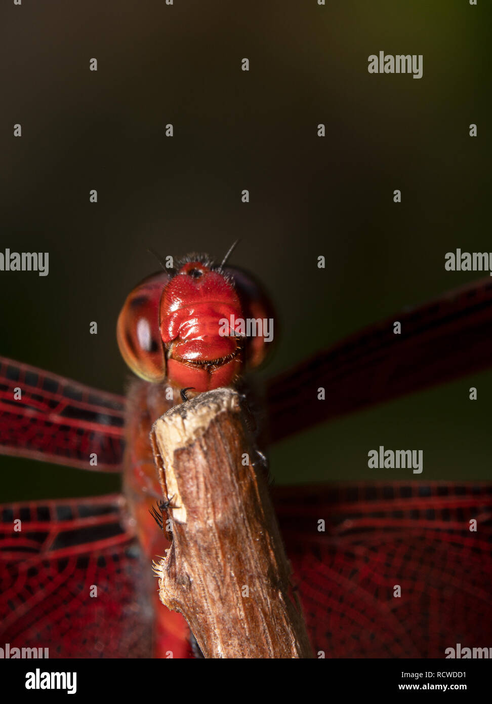 Indonesian dragonfly hi-res stock photography and images - Alamy