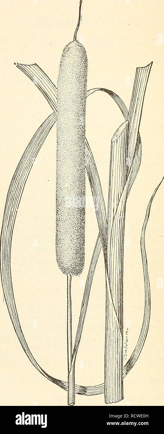 Typha spp hi-res stock photography and images - Alamy